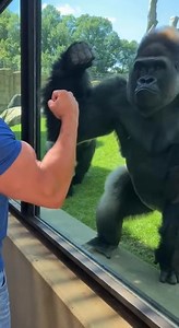 20K views · 43 reactions | Man and Gorilla Flex Muscles A man and a gorilla engage in a friendly flexing contest at the zoo. #fblifestyle #AI Generated using Kling AI . . . (For entertainment purposes only. Consult professionals if guidance on activities is presented. No brand affiliation is implied if any are shown. If inspired by true events, creative adaptations may be included. Content may include public footage.) | Fabiosa Life Stories | Facebook