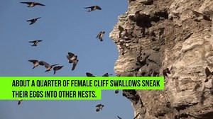 Got family drama over the holidays? At least you don't live a in cliffside condo filled with thousands of swallows bickering over lovers and sneaking their eggs into your nest. Don't want to miss out on any wildlife and eco-drama? Join our online network today: http://ow.ly/c6Dg306sGfF | Center for Biological Diversity