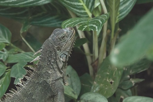 What Does An Iguana Eat [Explained!] — Forest Wildlife