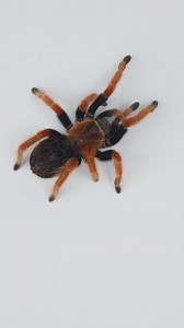 5.9K views · 895 reactions | What is your TOP 3 ALL-TIME tarantula species? #tarantula #spider #pettarantula #tarantulakeeper #pets #animals #petspider #tarantella | The Tarantula Collective | Facebook