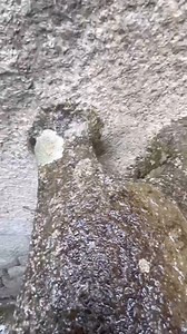 Check out this enigmatic nub located deep inside the megalithic core of Machu Picchu. 🎥 @brianhmerriam #inca #megalithicmarvels #traveltiktok #macchupicchu | Gulana Bar