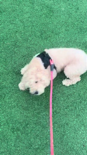 BELLABOO ❤️🐾❤️ #happydog #labradoodle #furbaby #doglife