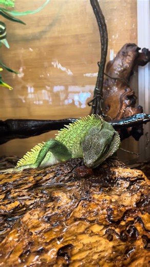 Poseidon enjoying being misted