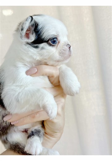 BUILT TO PERFECTION 🐼 PANDA 🐼 HUSKY 🐼 💎 KOI 💎 🍫 TESTABLE 🍫 #fluffyfrenchie #frenchbulldog #FRENCHIE #foryoupage @GIFTED FRENCHIES @Brittney H