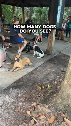 3 comments | These group lessons aren’t just about training. They’re about building a strong community of handlers who show up for their dogs. Guess the number of dogs in the photo or video. Bonus points if you can name the breeds too. | TM Canine Services | Facebook