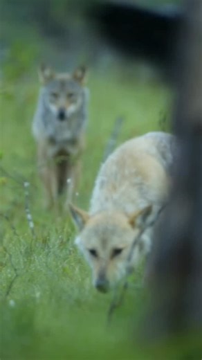 Nature on Instagram: "Wolves vs. bears: the ultimate rivalry."