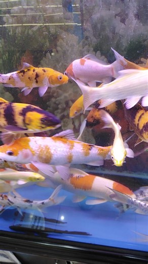 Available fishes in the Shop | Golden FISH Store | Facebook