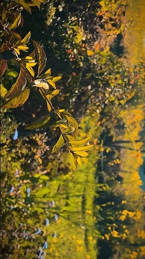 iPhone 11 cinematography | shoot with filmic pro