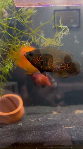 ❤️ #arowana #aquarium #fishkeeping #aquascape #viral #fishshorts #trending #catfish #breeding #og