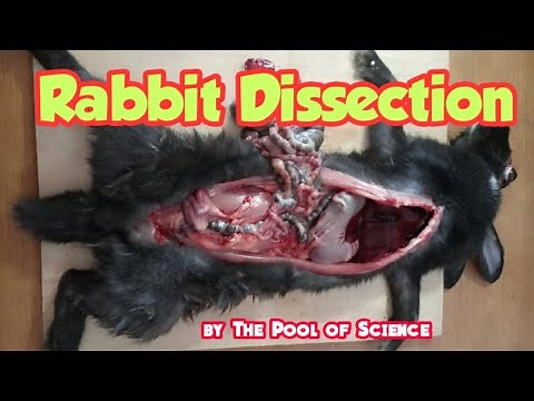 For F.Sc, B.Sc, M.sc | Rabbit 🐰 Dissection by The Pool of Science