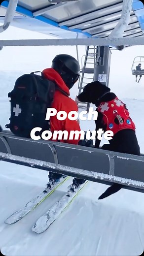 82K views · 219 reactions | You gotta love a dog at work  in fact dogs + snow = perfection ♥️ Join our adventure! Follow us for daily inspo, giveaways, and more ski magic! ️❤️ #snowdog #ski #skiing #skiresort #skiseason #winter #dog #puppies #: @kerrshee | InTheSnow Magazine | Facebook