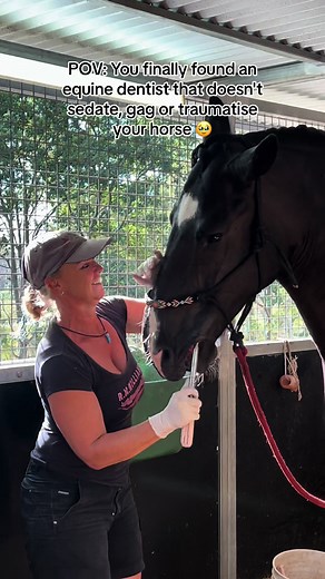 Non-sedating Equine Dentist: A Gentle Approach