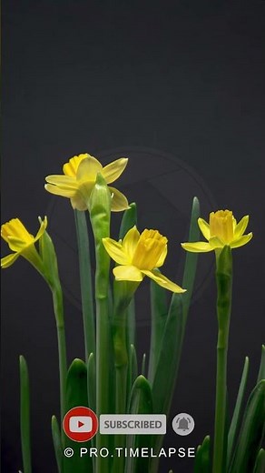 Daffodil flowers, Time Lapse #shorts