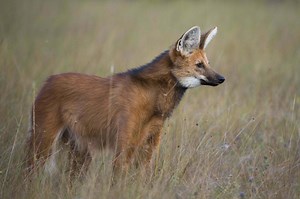Maned Wolf Symbolism