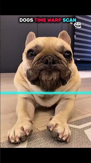 dogs time warp scan vs cats ☠️ #cat #dogs #cute #animals #shorts