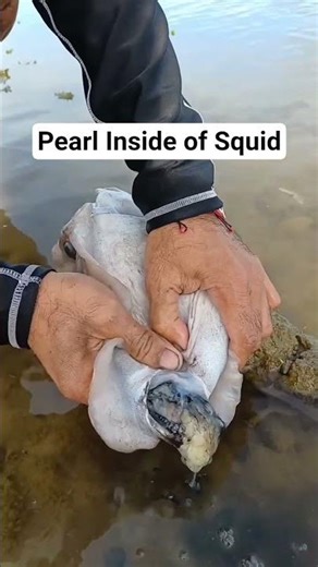 This Big Squid has Pearl Inside it's Stomach