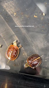92 reactions | Chinese box turtle hatchlings are ready to ✈️Feeding on mazuri turtle diet, reptomin, worms and banana. | Southern Reptiles | Facebook