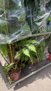 1.8K views | Beautiful large ferns £59.99 each #Gardens #Plants #Landscaping | Discount Home & Garden Centre | Facebook