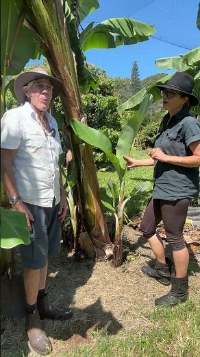 Banana Care - Remove suckers