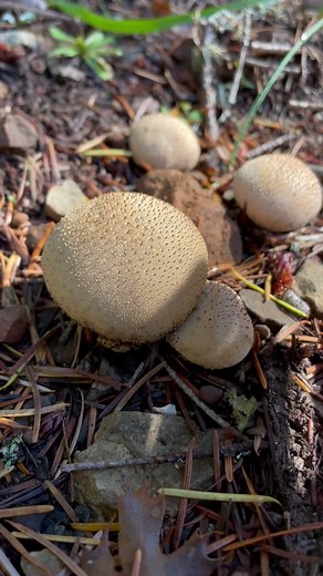 Identifying Edible Puffballs: A Guide to Fungi Foraging