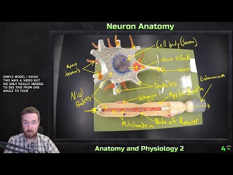 The Neuron Model - Anatomy and Physiology 2