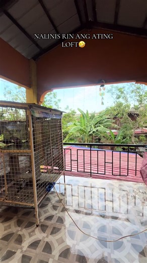 sa wakas nakapag linis ulit👌 #kalapatidsph🇵🇭 #kalapatids #pigeon #fypシ゚viral #fyp