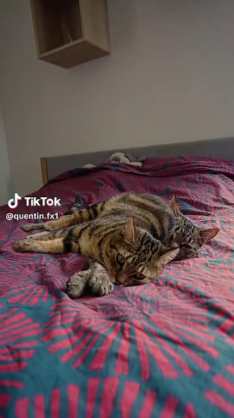 Smooth car edit 🔥 #catlover #catedit #editing #smooth #speedramp #viral #caredit