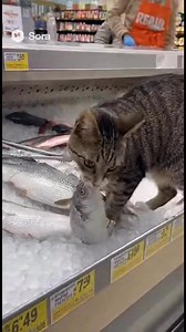 Cat steals fish from supermarket! | Nostalgia Hub