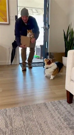 Funniest Pets on the Internet 😂🐾