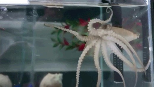 Why do octopuses tear themselves apart after mating?