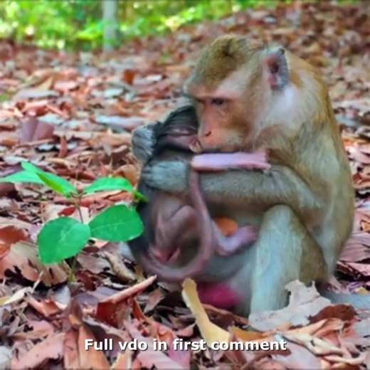 20K views · 287 reactions | Oh God! Why Monkey Mom Try To Wean Her Tiny Monkey Baby? 沈 Check full vdo in first comment | Hello Monkey | Facebook