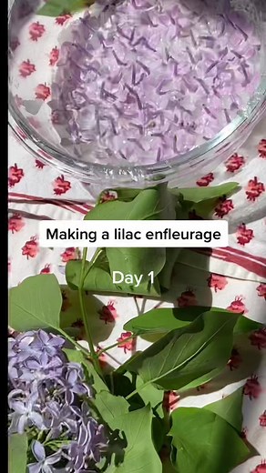 Lilac Enfleurage: A French Perfuming Technique