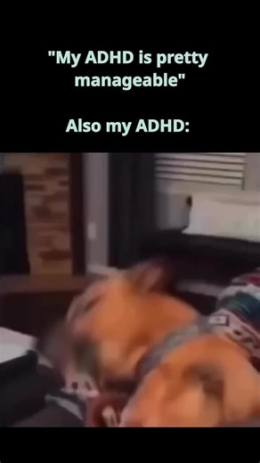 Thinking you have everything under control only for your brain to switch gears ten times in one minute is the ultimate ADHD experience. One second we are ready to conquer the world and the next we are recalculating every life choice 😂🐕 How many times does your mood change during the day? Follow @get_inflow for more ------------------------------------------ ADHD brain? We've got you. Take the first step with the free ADHD Traits Quiz — link in bio 💙 ------------------------------------------ 
