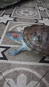 Exotic turtle 🐢 #reelsviralシ #videos #facebookpost #turtle #hilights #follower #highlightseveryone | Sudipta Chatterjee