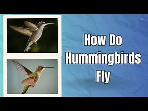How Do Hummingbirds Fly? 🐦 | Amazing Facts About Hummingbird Flight