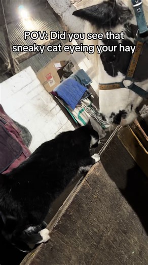 POV: you catch a sneaky cat eyeing up your hay in the stable 😼🐴 The AUDACITY 😂💀 Mouse was NOT impressed #pov #ponytok #stablelife #yardlife #cob