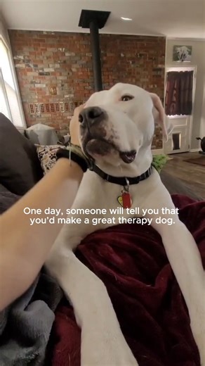 Meet Scotty. One of our many therapy dogs visiting Jefferson Bucks Hospital through our Pet Therapy for Nurse Well-being Program. Scotty has been part of the program for three years, spending his time making visits that give patients and colleagues a chance to pause during busy days. Through simple interactions with certified therapy dogs and their handlers, the program offers moments of presence throughout the hospital. It’s a reminder that even a brief visit can help the day feel more manageab