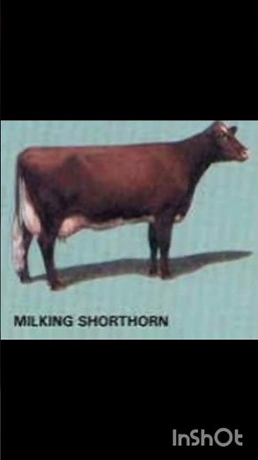 Types of cows part 2