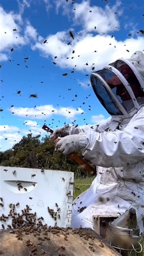 2.7K views · 90 reactions | Busy bees during hive inspections!  #california #bees #beekeeper #beekeeping #savethebees #insects #animals | California Bee Company | Facebook