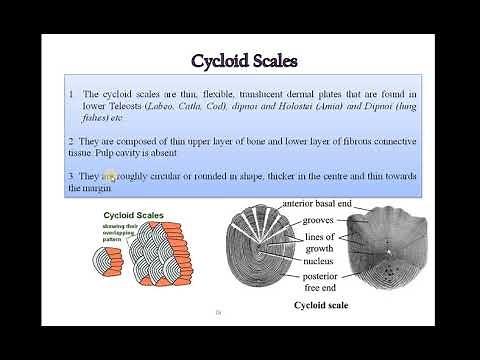 4 Study of types of scales in fishes Placoid scale, Cycloid scale, Ctenoid scale & Ganoid