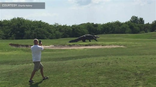 Spinning: Enormous Gator Roams Florida Course