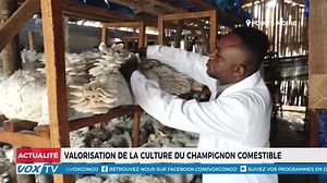 🍄 Quelques jeunes congolais ont pris le pari de développer cette filière et sollicitent l'appui de pouvoirs publics. | Vox Congo