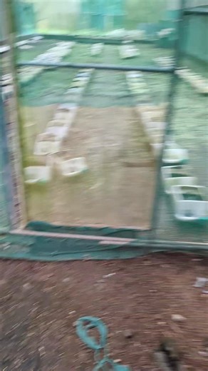 #viralpost2025シ #ChickenFarmingPH #gubatfarmresort #viralvideochallenge #viralchallenge #chickenfarming #rhodeislandredchickens | Gubat FarmResort