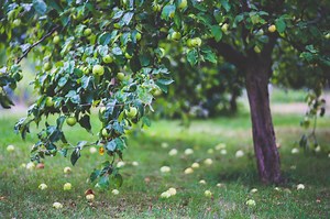 East Texas Ag News: Best time to prune fruit trees