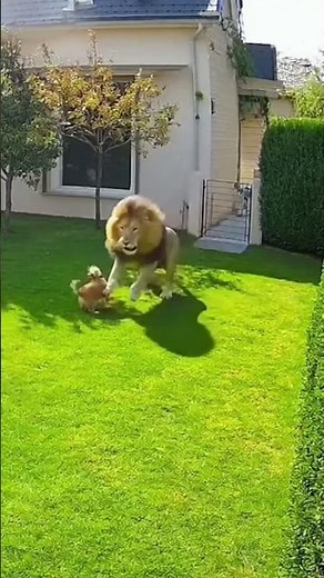 Cat Saving Dogs From Lion Attack | Brave Cat Save's Dogs Life