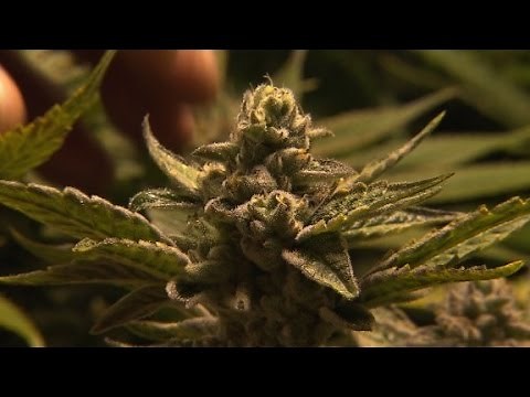 Designer marijuana boost THC potency