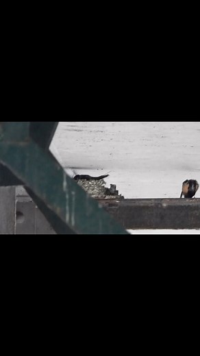 Barn swallows nesting near the Fraser river under a bridge Sunday 28 May 2023 #barnswallow #welovedeltabc #fraserriver | Pacificnorthwestkate