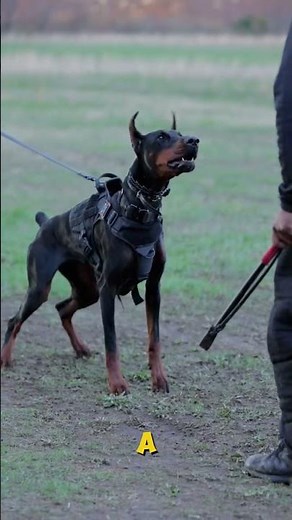 How Dobermans Are Connected to TAX Offices 😳🐕💼 (The Shocking Truth) #shorts #dogs #puppy #doberman