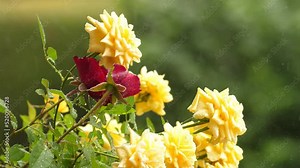 Bushes of beautiful multi-colored roses in the garden under the raindrops in slow motion