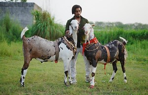 63K views · 1.9K reactions | DR.ILAJ KAR RHA HAI DAILY LEKIN KOI AARAM NHI MIL RHA|| DARK REALTY OF CATTLE FEED INDUSTRY | Sabri Goatfarm | Facebook